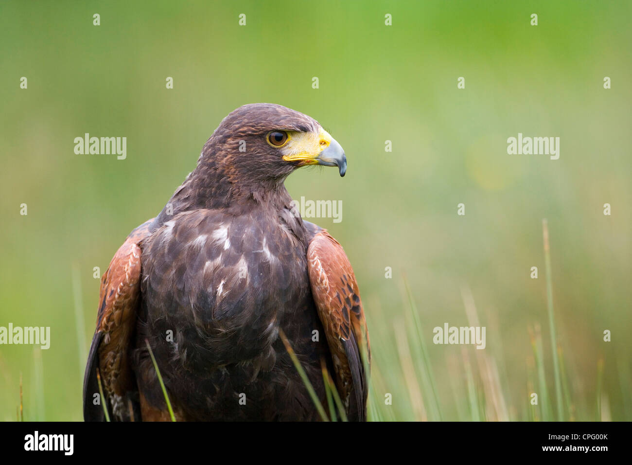 Harris hawk and talons hi-res stock photography and images - Alamy