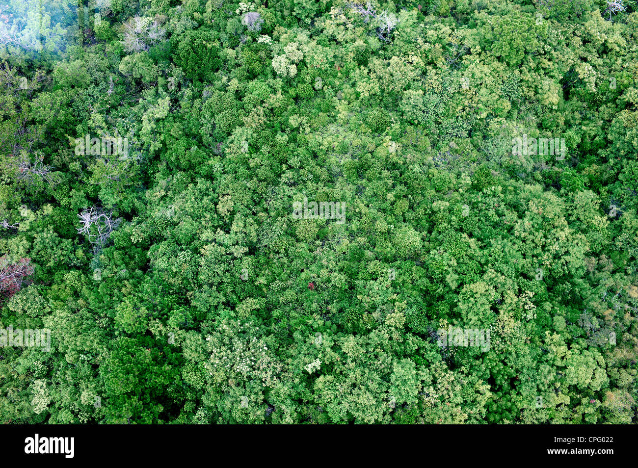 Aerial view of a trees and foliage in Hong Kong Stock Photo - Alamy