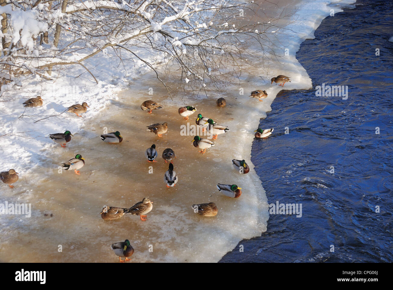 Ducks flying on frozen hi-res stock photography and images - Alamy