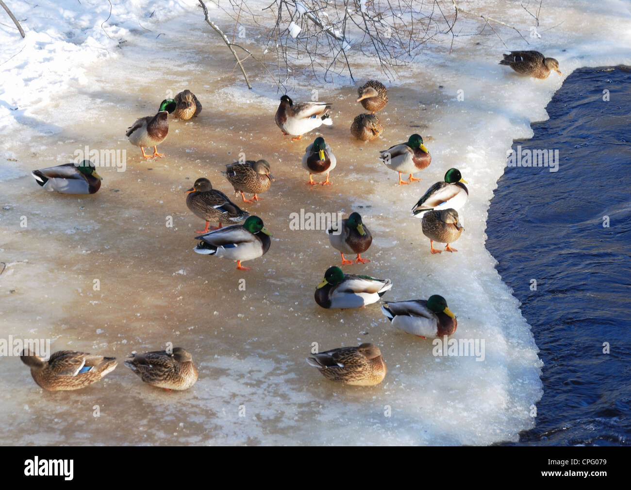 Birds winter water hi-res stock photography and images - Alamy