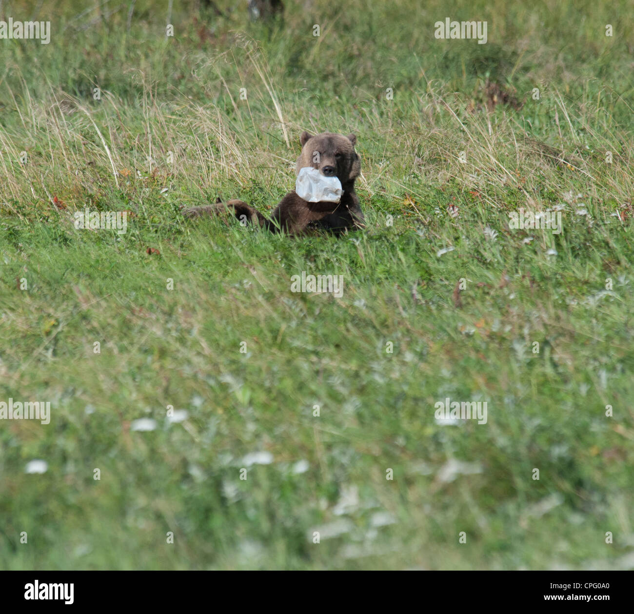 Plastic cub hi-res stock photography and images - Alamy