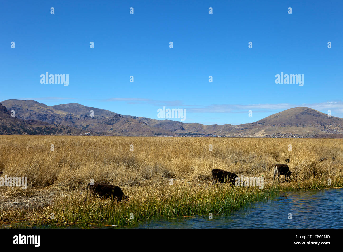 Floating farm cows hi-res stock photography and images - Alamy