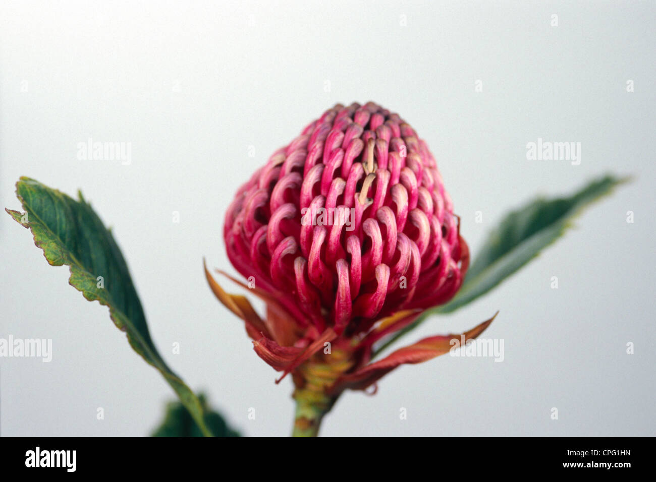Protea Flower Close up Stock Photo - Alamy