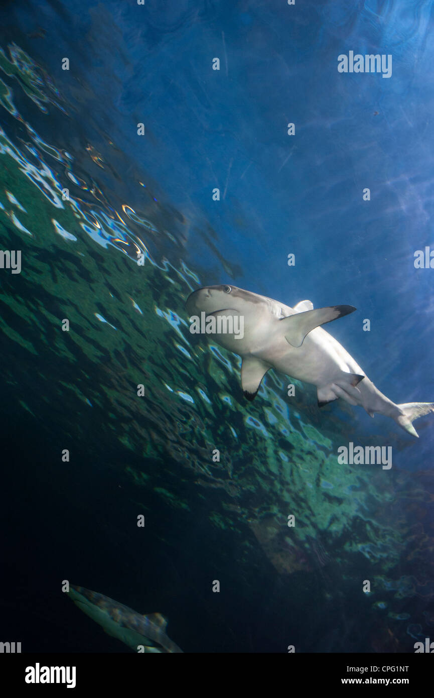Shark photographed from below Stock Photo - Alamy