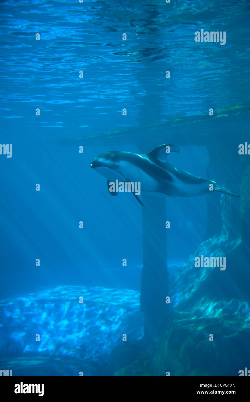 Single dolphin hi-res stock photography and images - Alamy