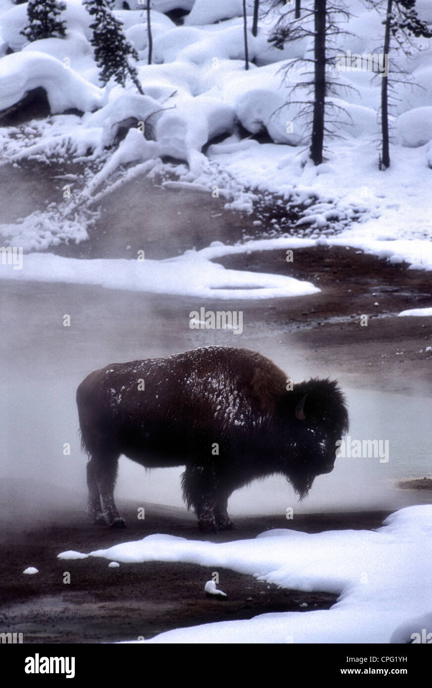 North American Bison keeping warm at Hot Springs in Yellowstone ...