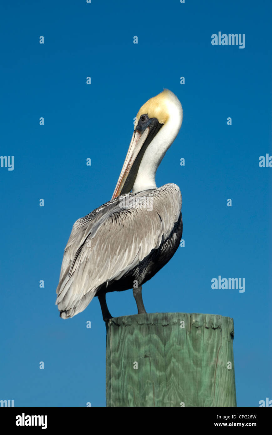 A Wild Pelican resting on a pole Stock Photo - Alamy