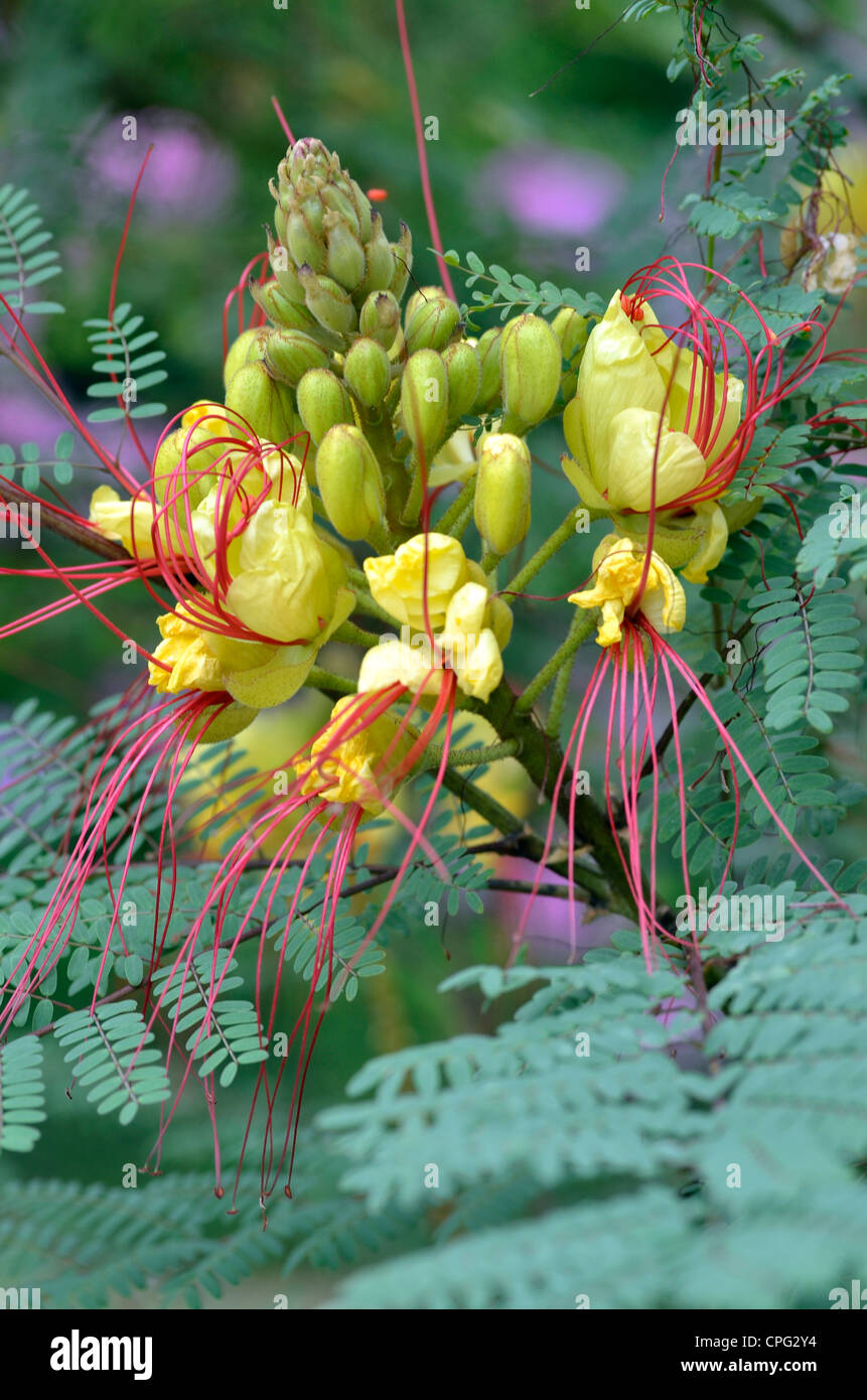 Closeup of yellow Caesalpinia gilliesii flowers with long red stamens ...