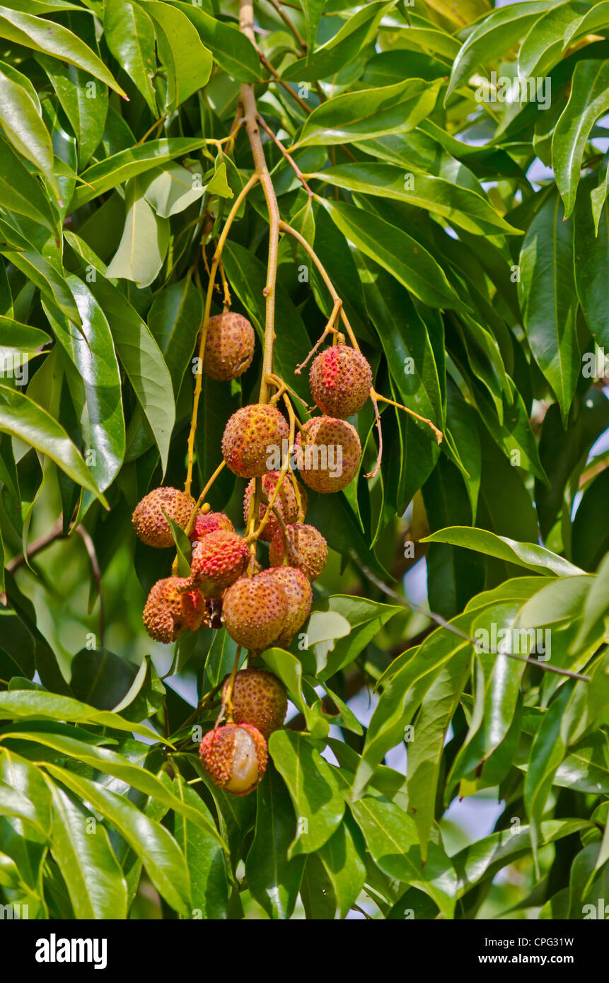 Lichi Tree High Resolution Stock Photography and Images - Alamy