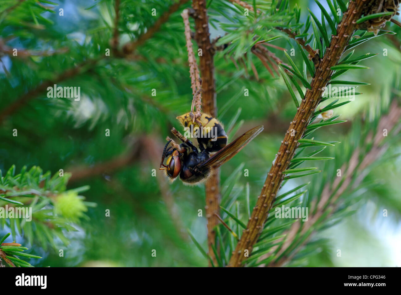 Pollen from spruce tree flowers hi-res stock photography and images - Alamy