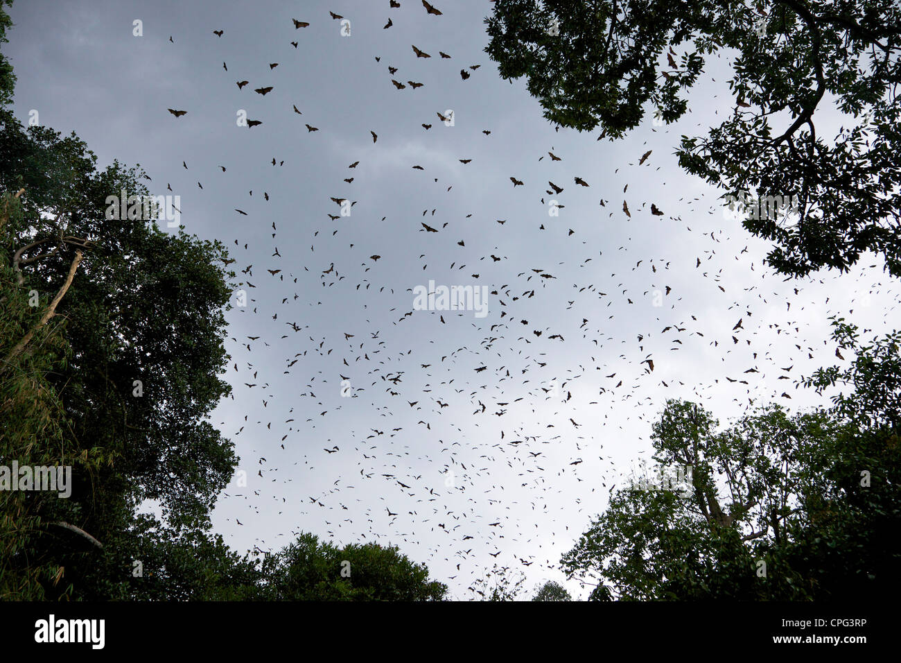 Indian Flying-fox or Greater Indian Fruit Bat, Pteropus giganteus ...