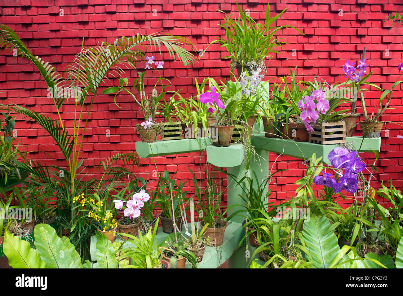 Peradeniya botanical garden hi-res stock photography and images - Alamy