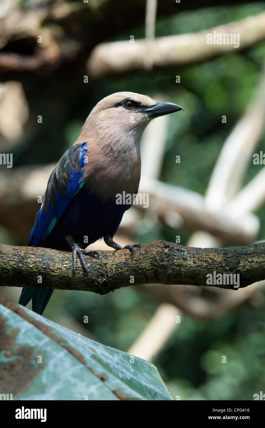 Cotswold wildlife hi-res stock photography and images - Alamy