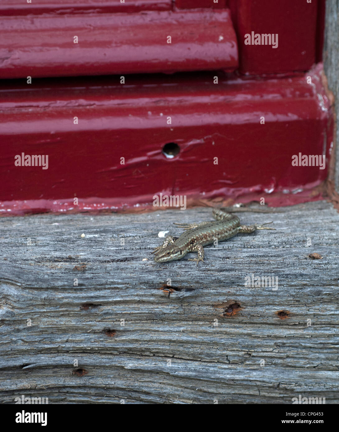 lizard on a window ledge Stock Photo - Alamy