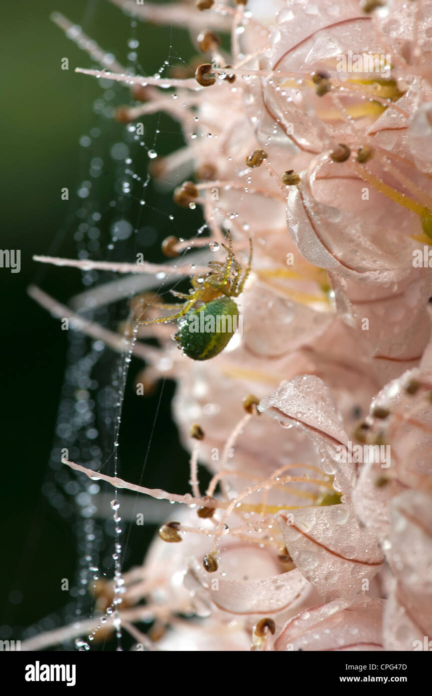 Spider on flower hi-res stock photography and images - Alamy