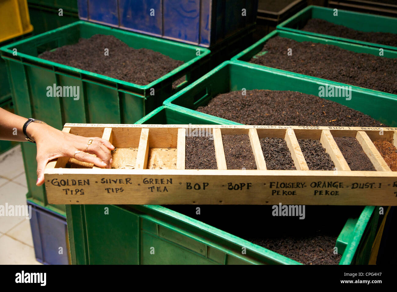 Varieties of tea produced at Geragama Tea Estate, near Kandy, Sri Lanka ...