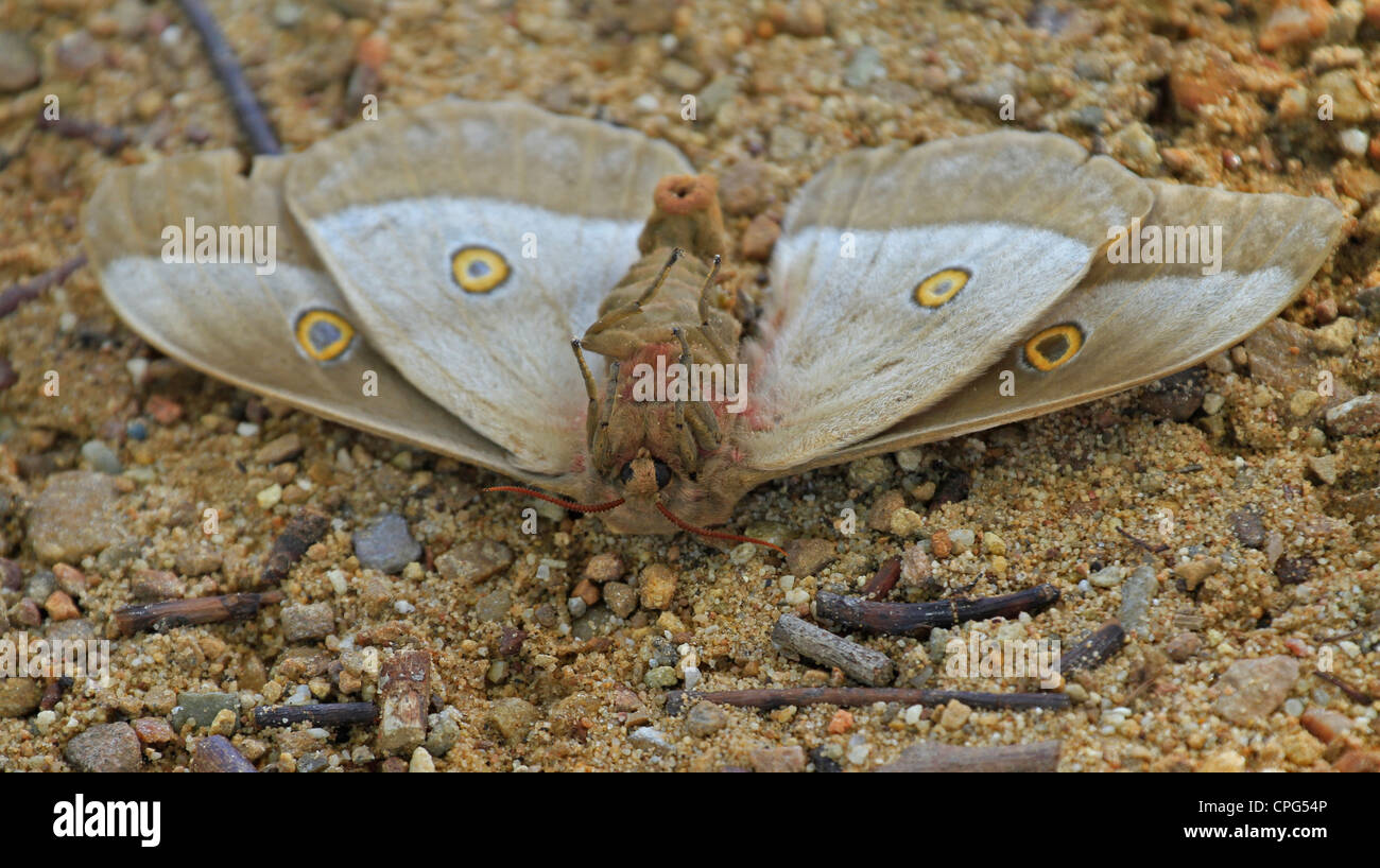 Dead moth hi-res stock photography and images - Alamy