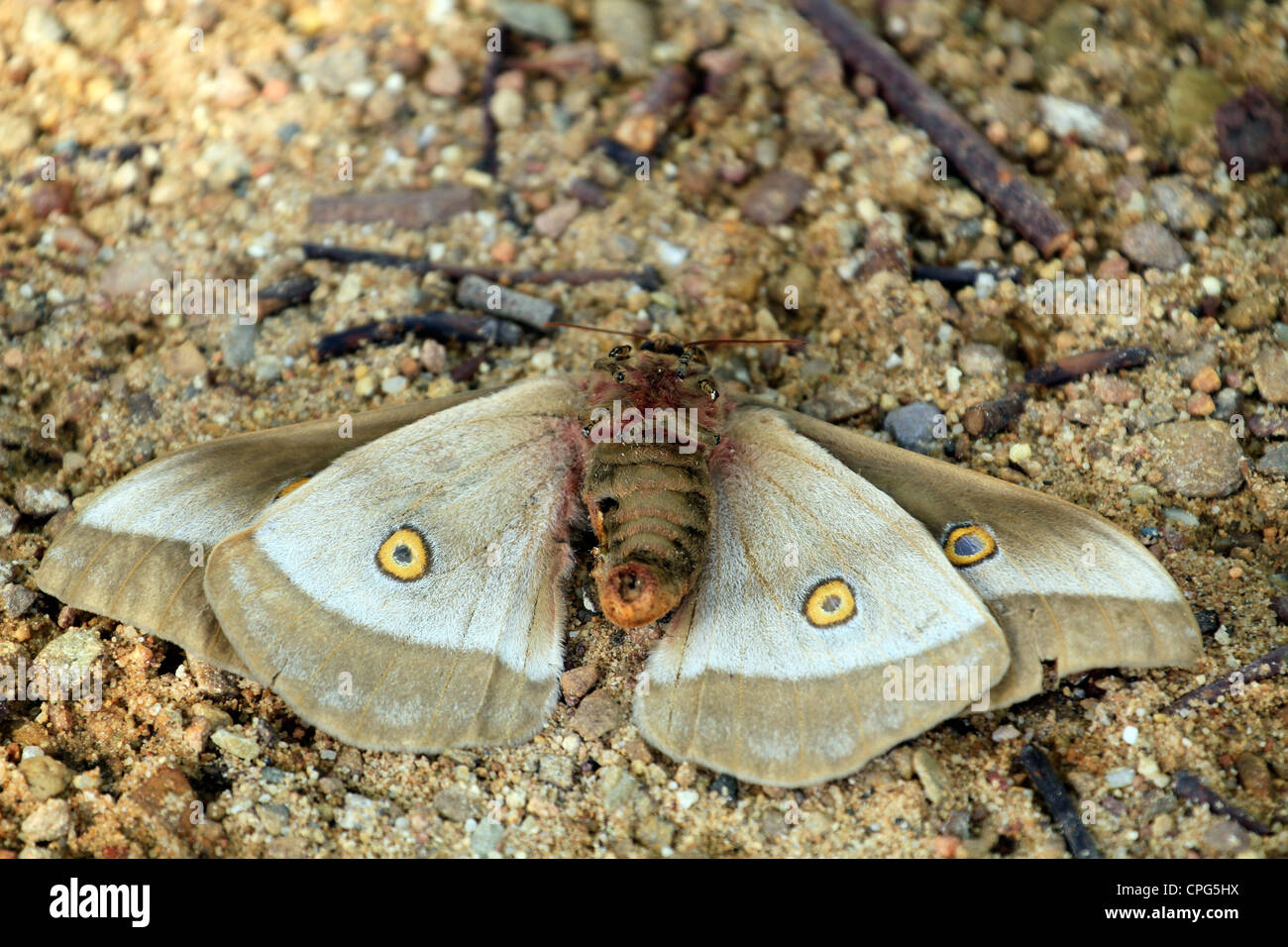 Dead moth on the ground Stock Photo - Alamy