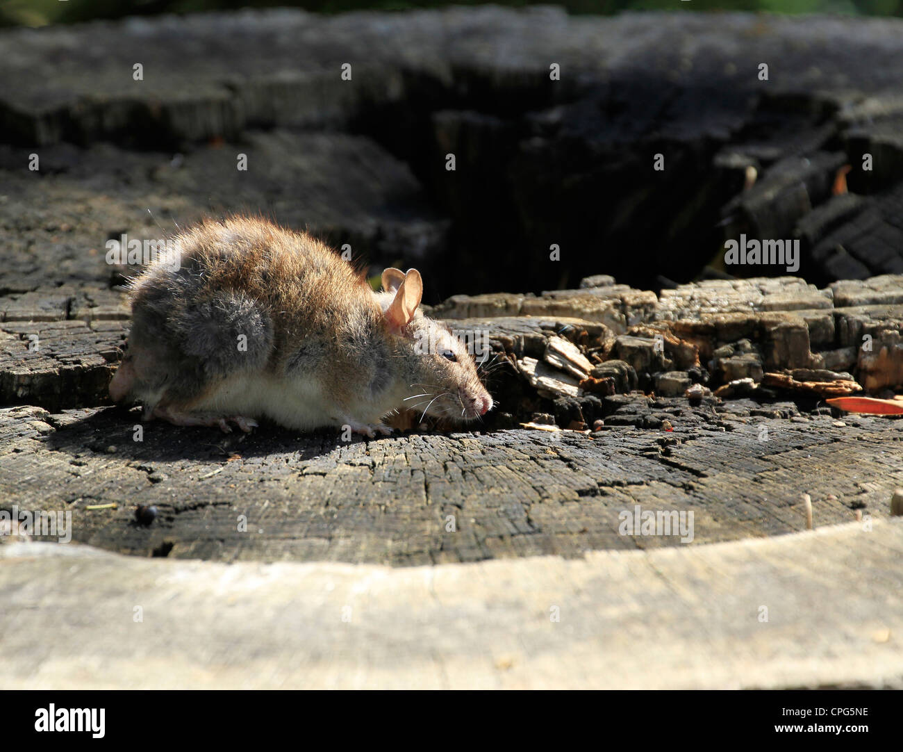 Rat sitting on tree trunk on farm in Franschhoek Stock Photo - Alamy