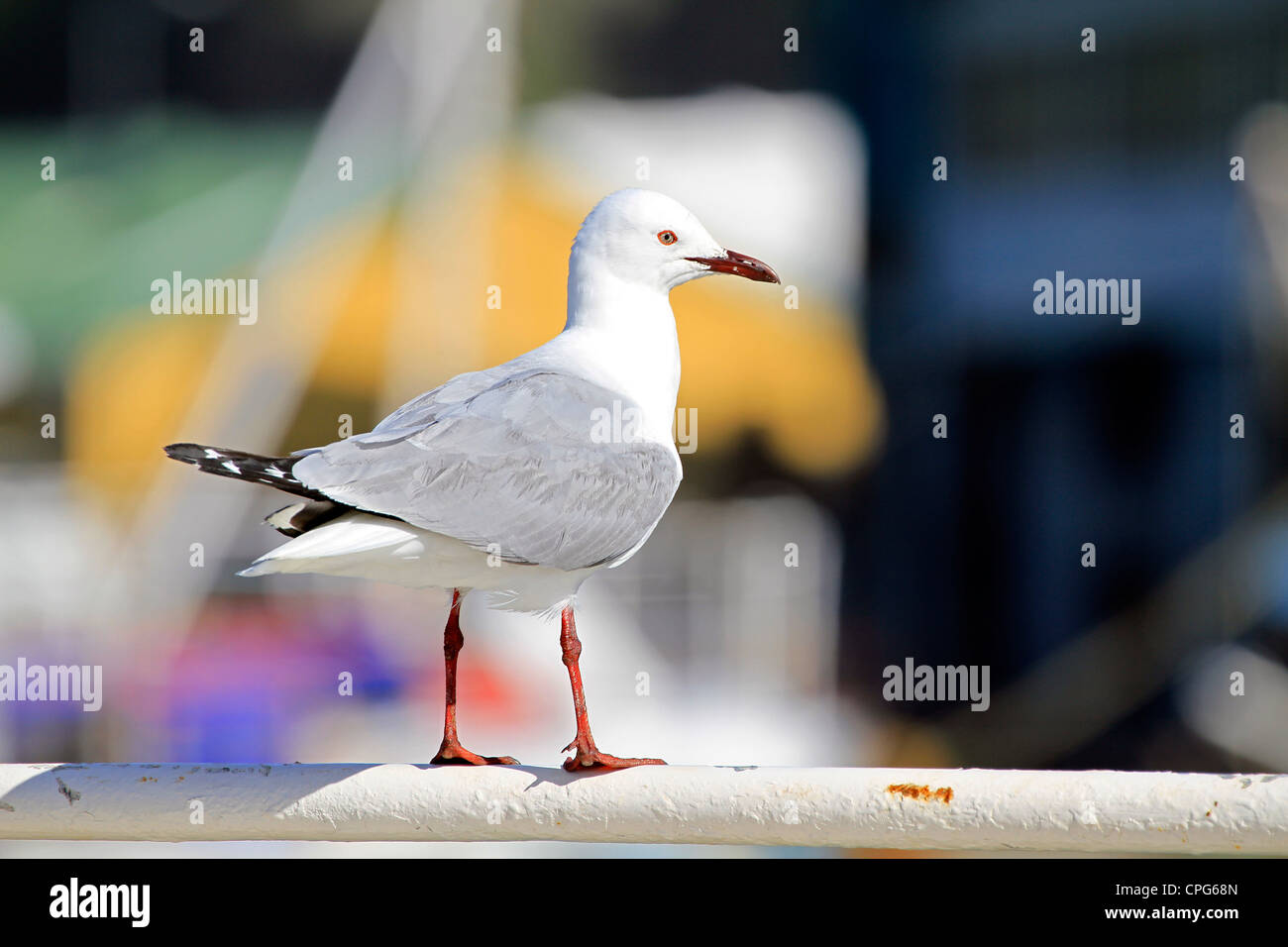 King gull hi-res stock photography and images - Alamy
