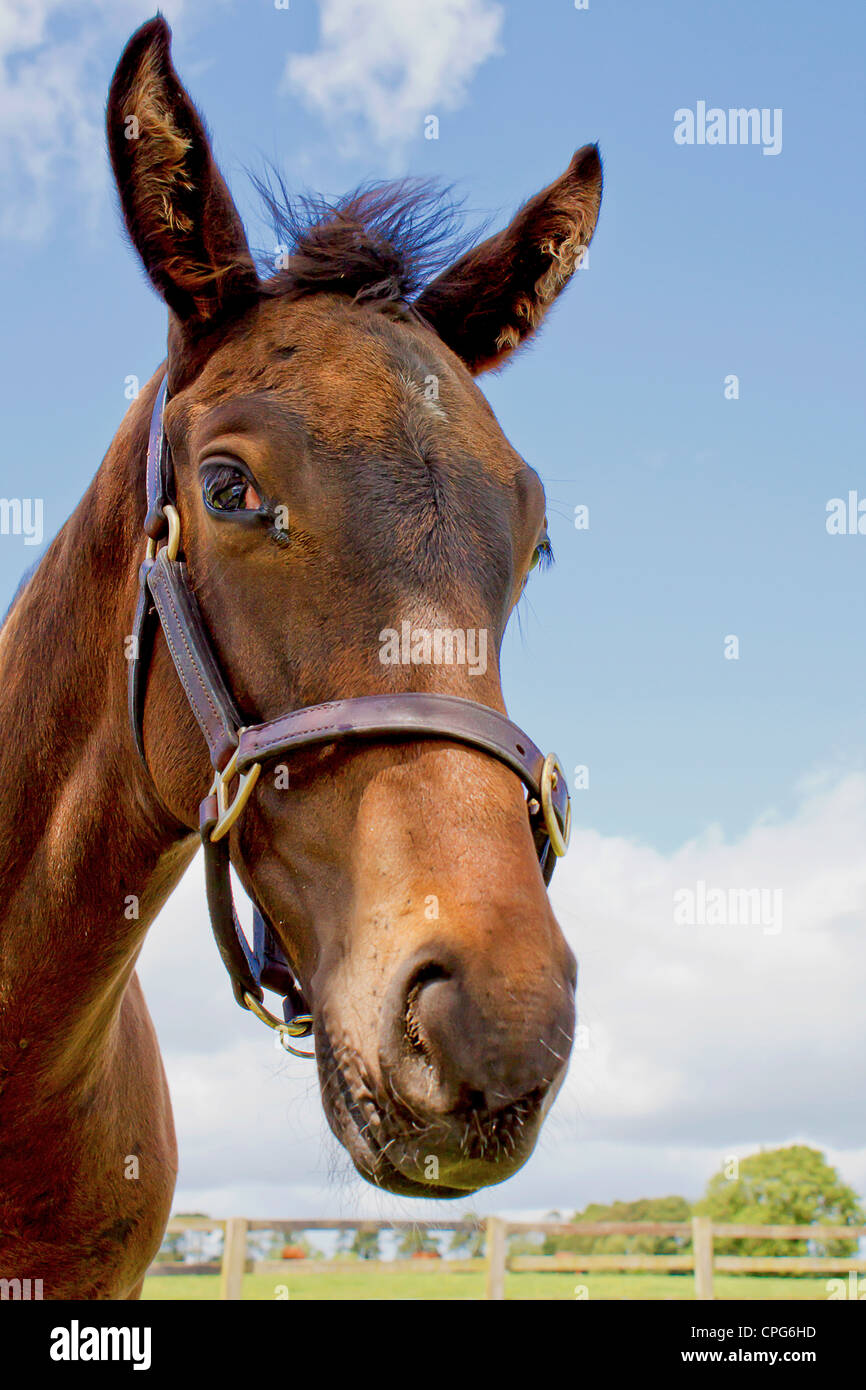 Purebred horse hi-res stock photography and images - Alamy