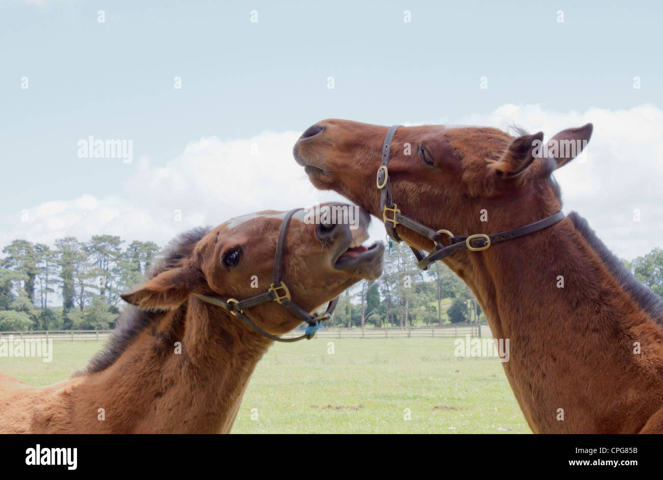 Horse play fighting hi-res stock photography and images - Alamy
