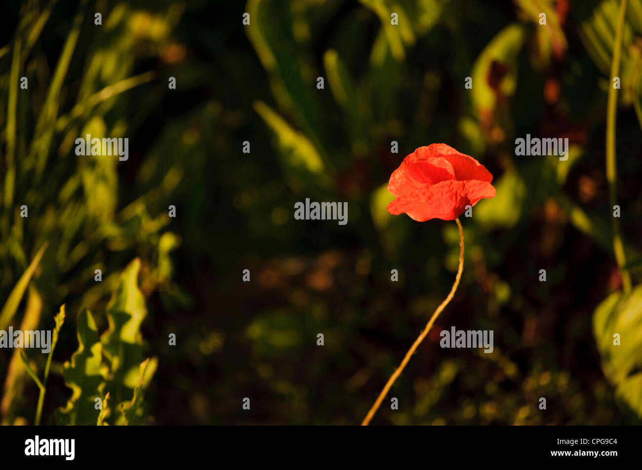 Poppy one flower hi-res stock photography and images - Alamy