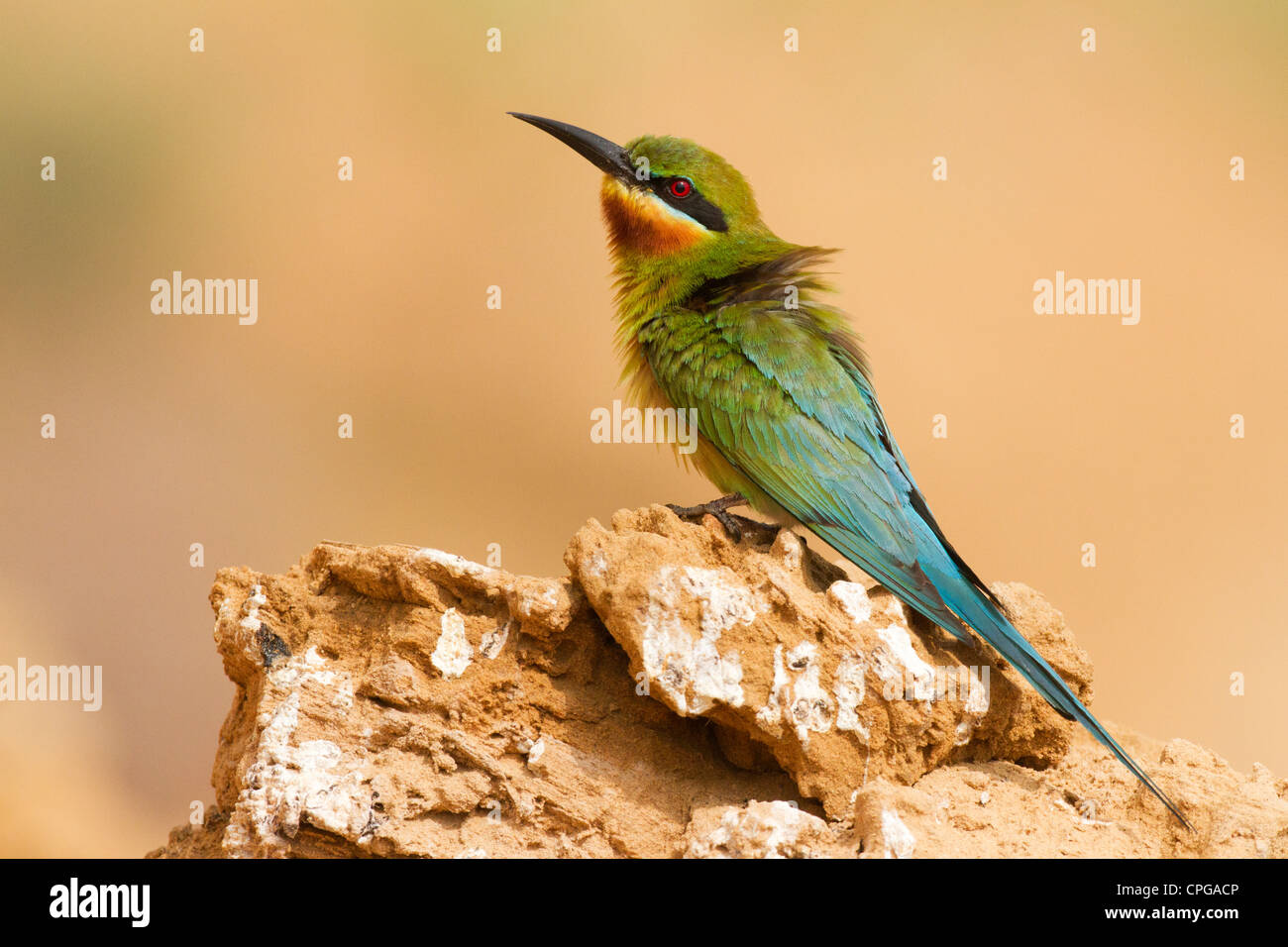 Blue-tailed Bee-eater (Merops philippinus Stock Photo - Alamy