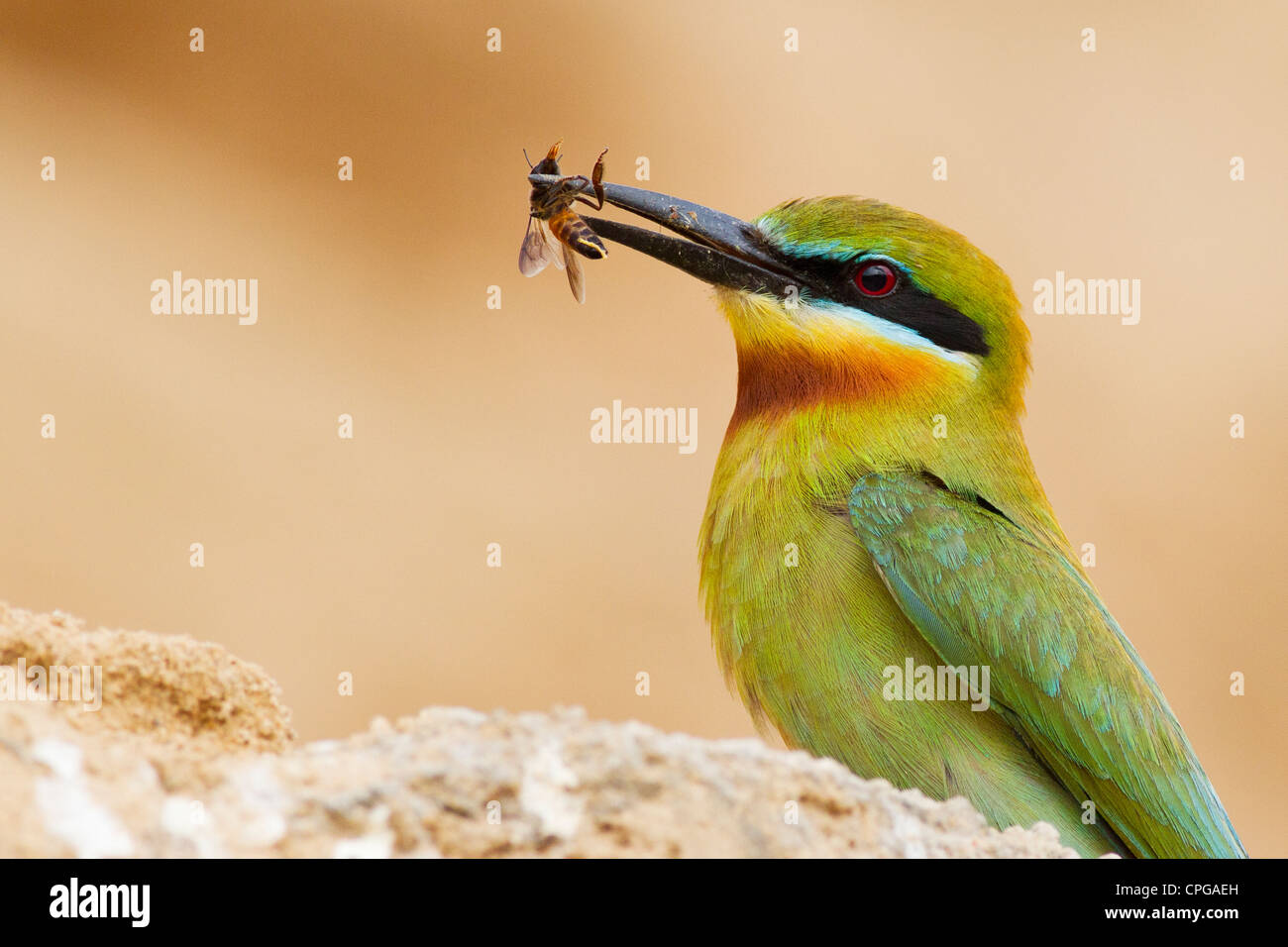 Blue-tailed Bee-eater (Merops philippinus) with bee Stock Photo - Alamy