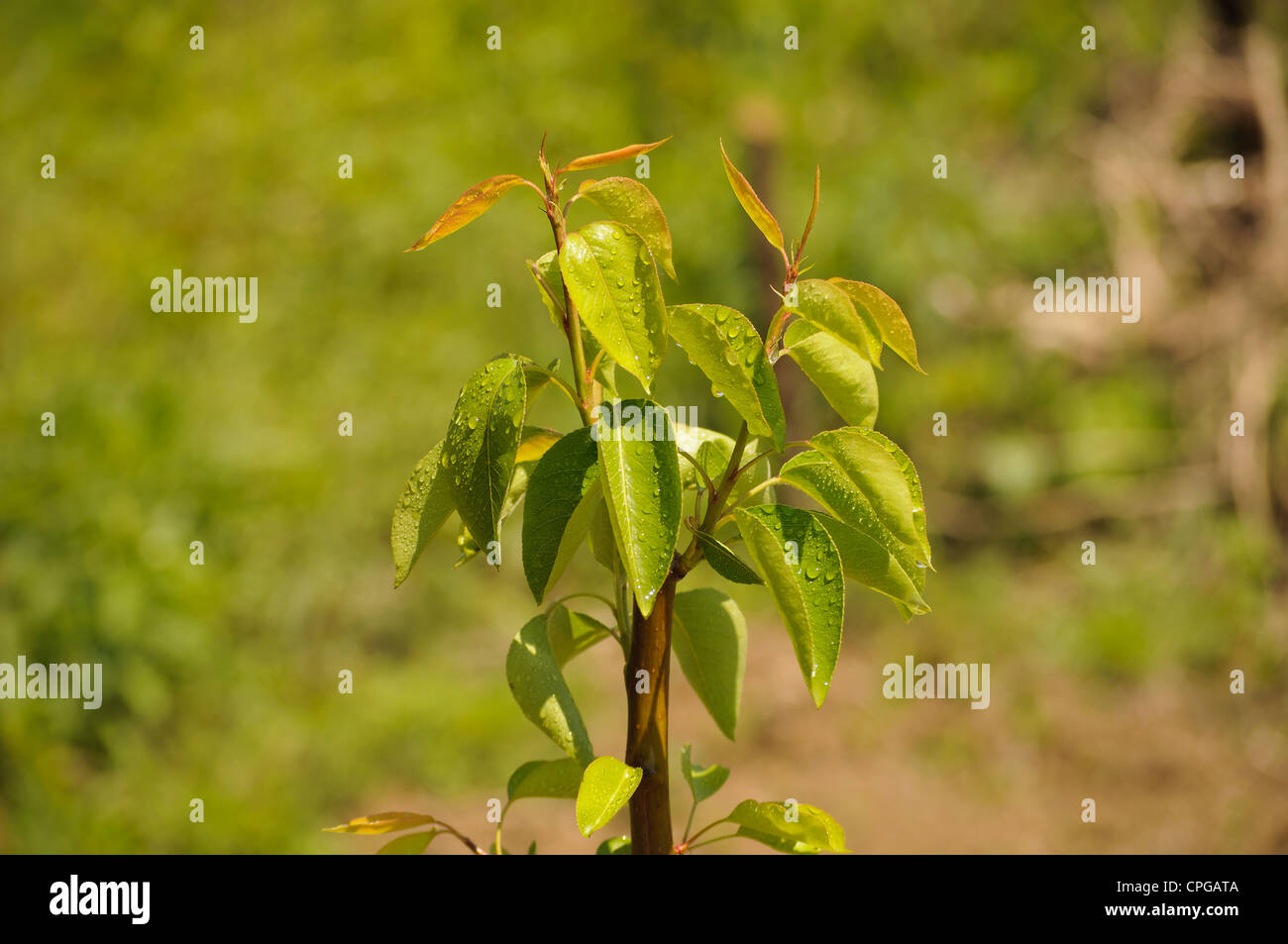 Pear seedling hi-res stock photography and images - Alamy