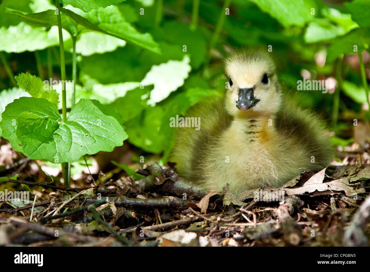 Mother goose and baby goose hi-res stock photography and images - Alamy