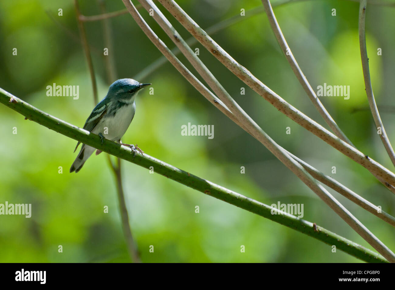 Dendroica hi-res stock photography and images - Alamy