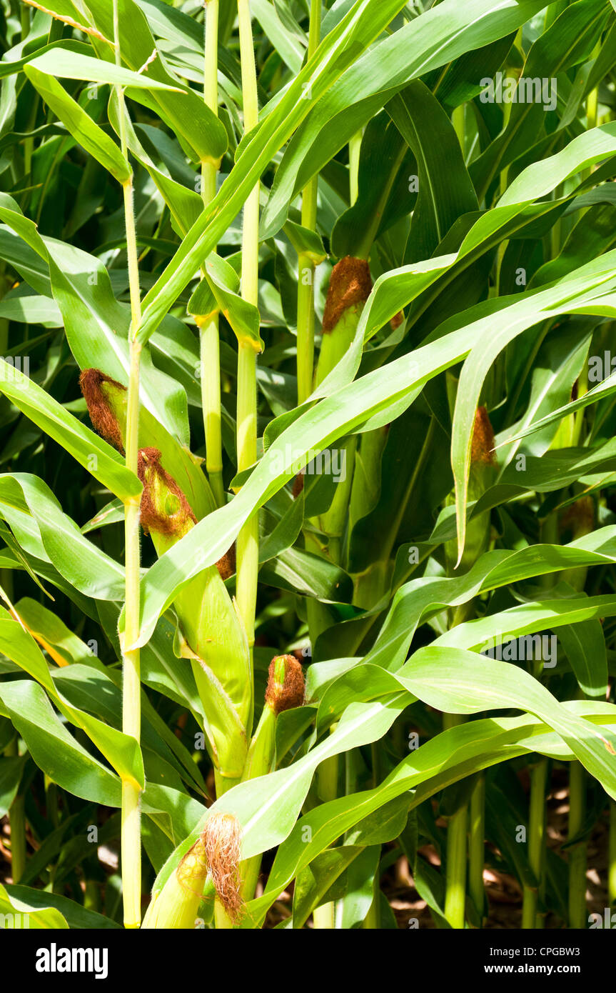 Closeup field corn ready harvest hi-res stock photography and images ...