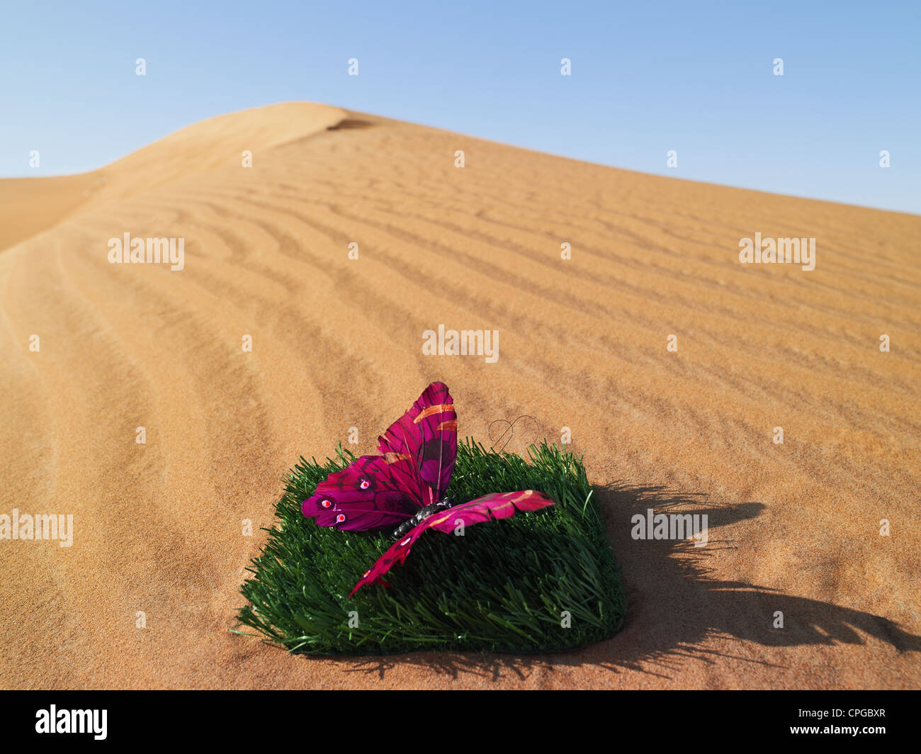 Middle east butterfly hi-res stock photography and images - Alamy