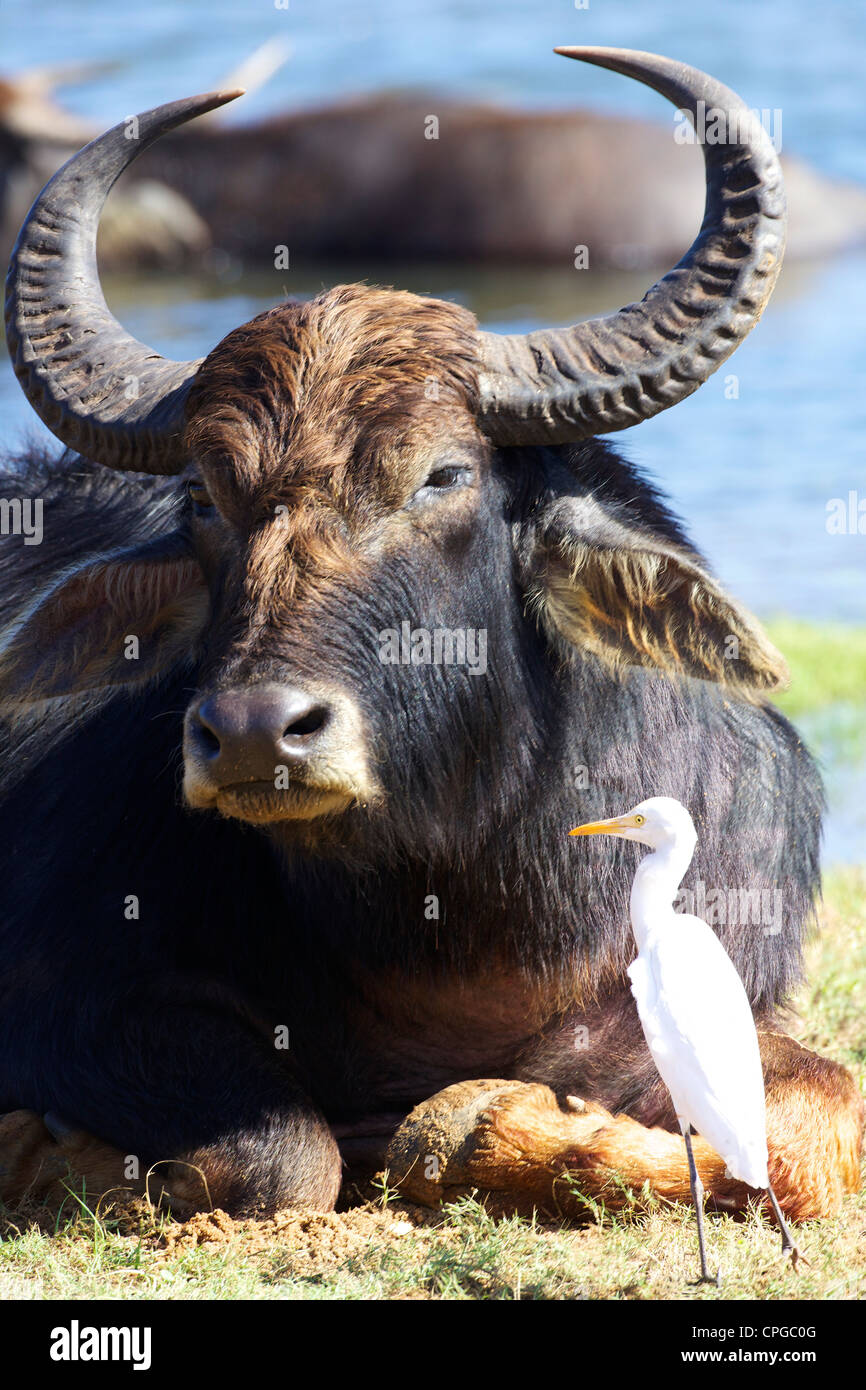 Domestic Asian water buffalo, Bubalus bubalis, and egret, Yala National ...