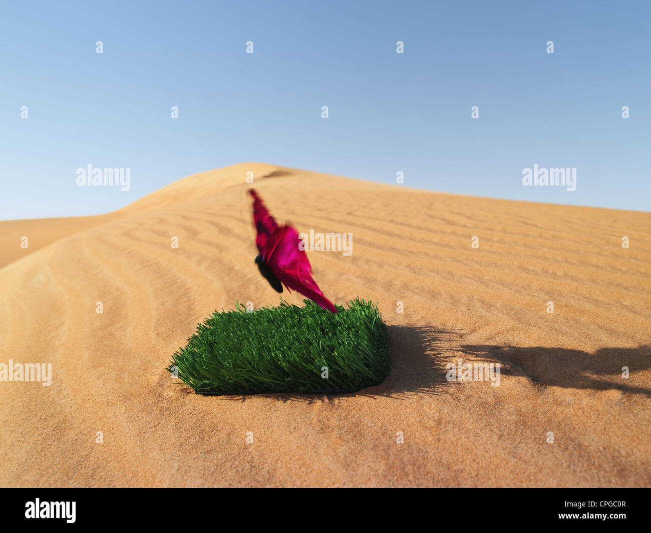 Butterfly at the desert Stock Photo - Alamy