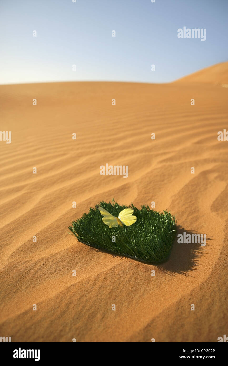 Butterfly at the desert Stock Photo - Alamy