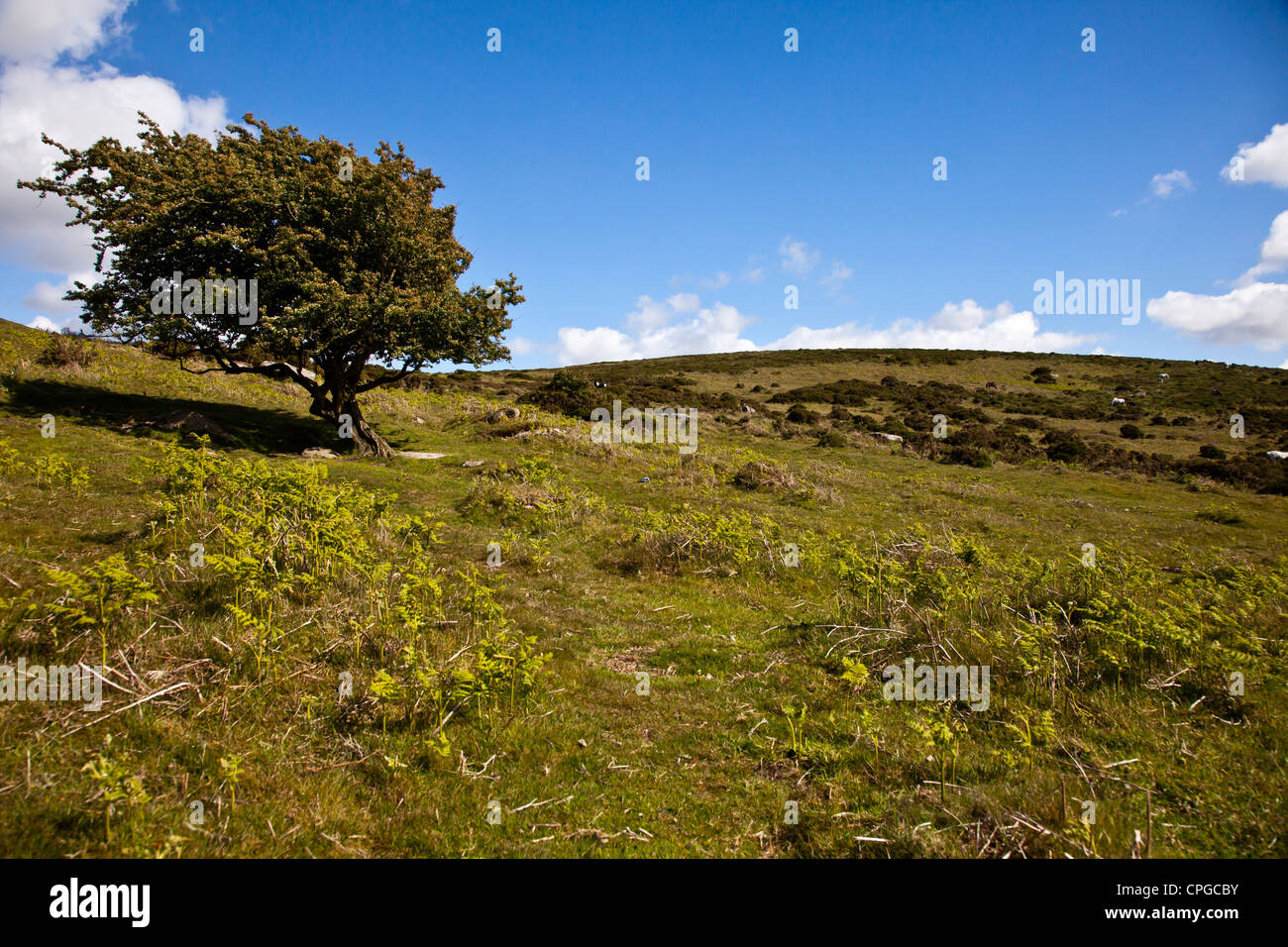 Exmoor national park hi-res stock photography and images - Alamy
