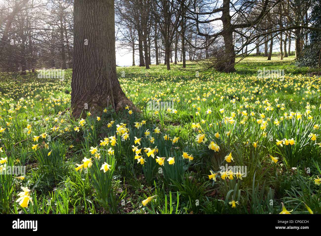 Wild Daffodils High Resolution Stock Photography and Images - Alamy