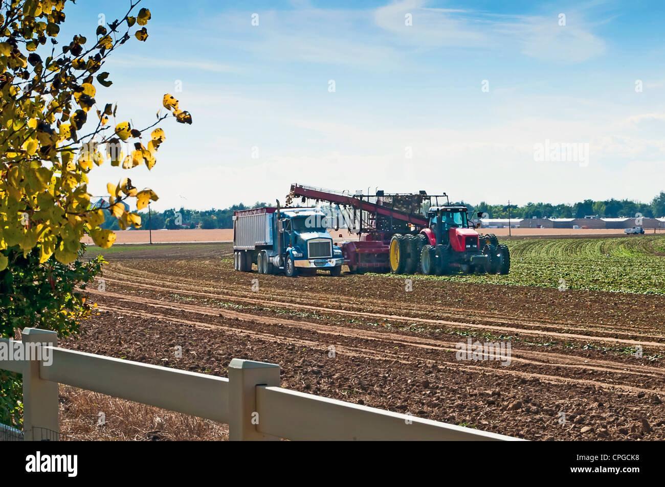 Automated farm equipment digging and loading sugar beets into a truck ...