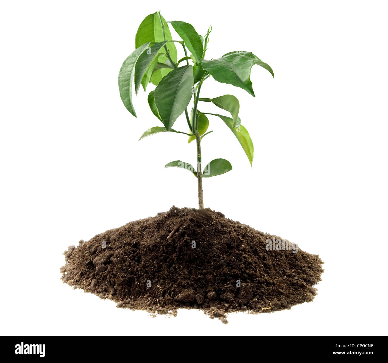 young green plant growing from soil Stock Photo - Alamy