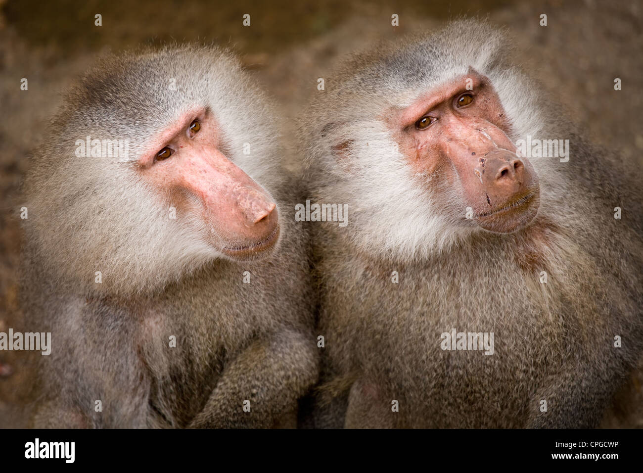 Primates sitting in the zoo of Madrid spain Stock Photo - Alamy