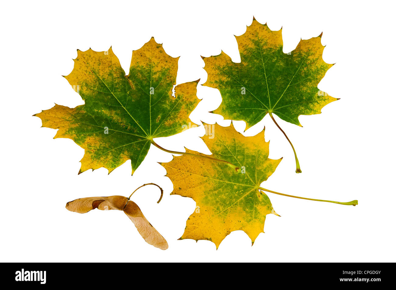 Group of three maple tree leaves and a seed pod during autumn when the ...