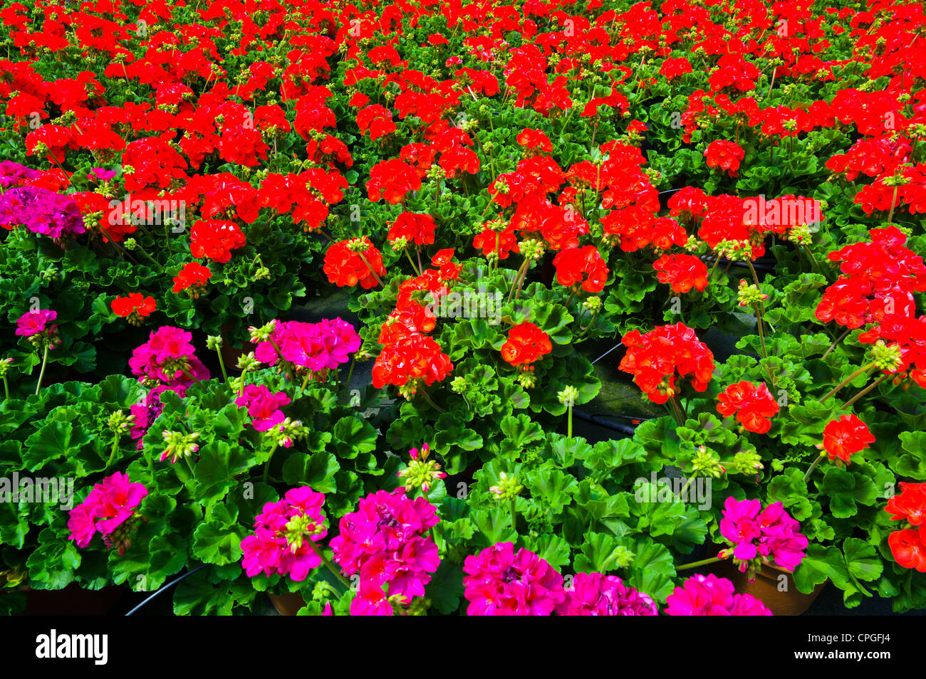 Geranium Cultivation High Resolution Stock Photography and Images - Alamy