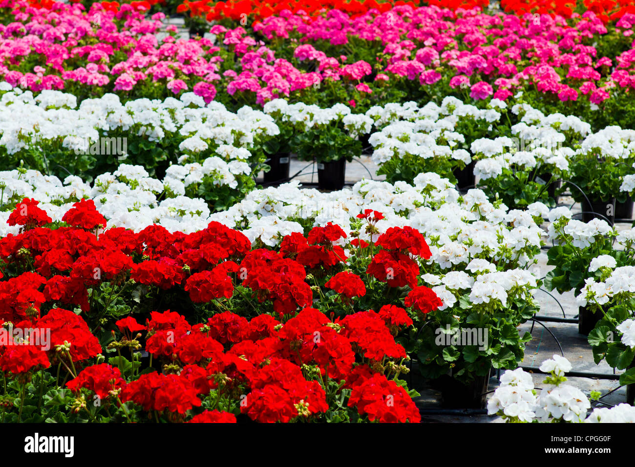 Geranium Cultivation High Resolution Stock Photography and Images - Alamy