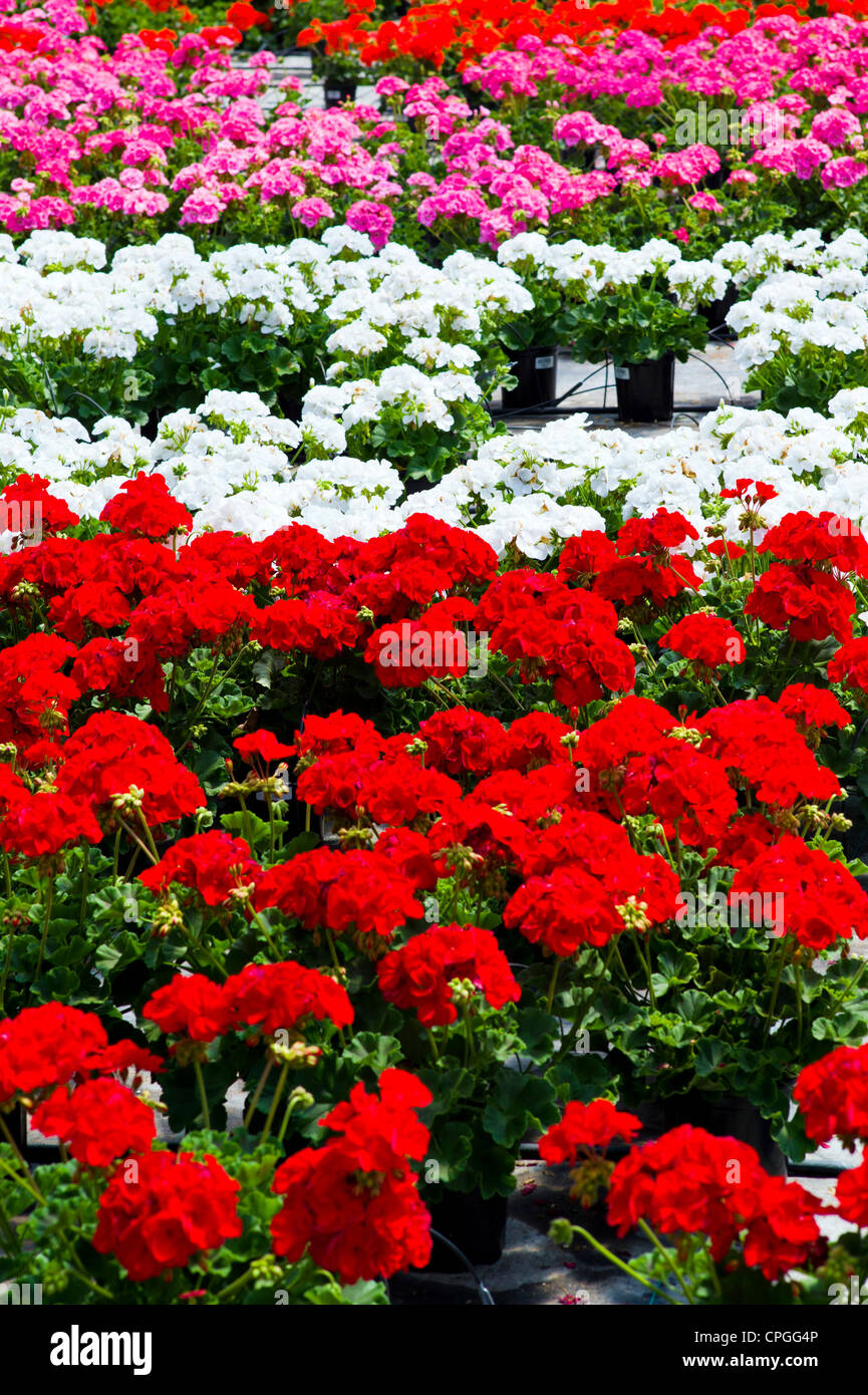 Geranium flowers hi-res stock photography and images - Alamy