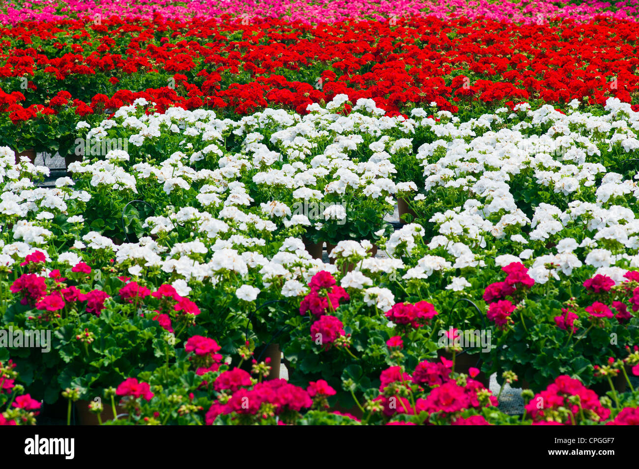 Fresh spring Geranium flowers for sale at a small town nursery Stock ...