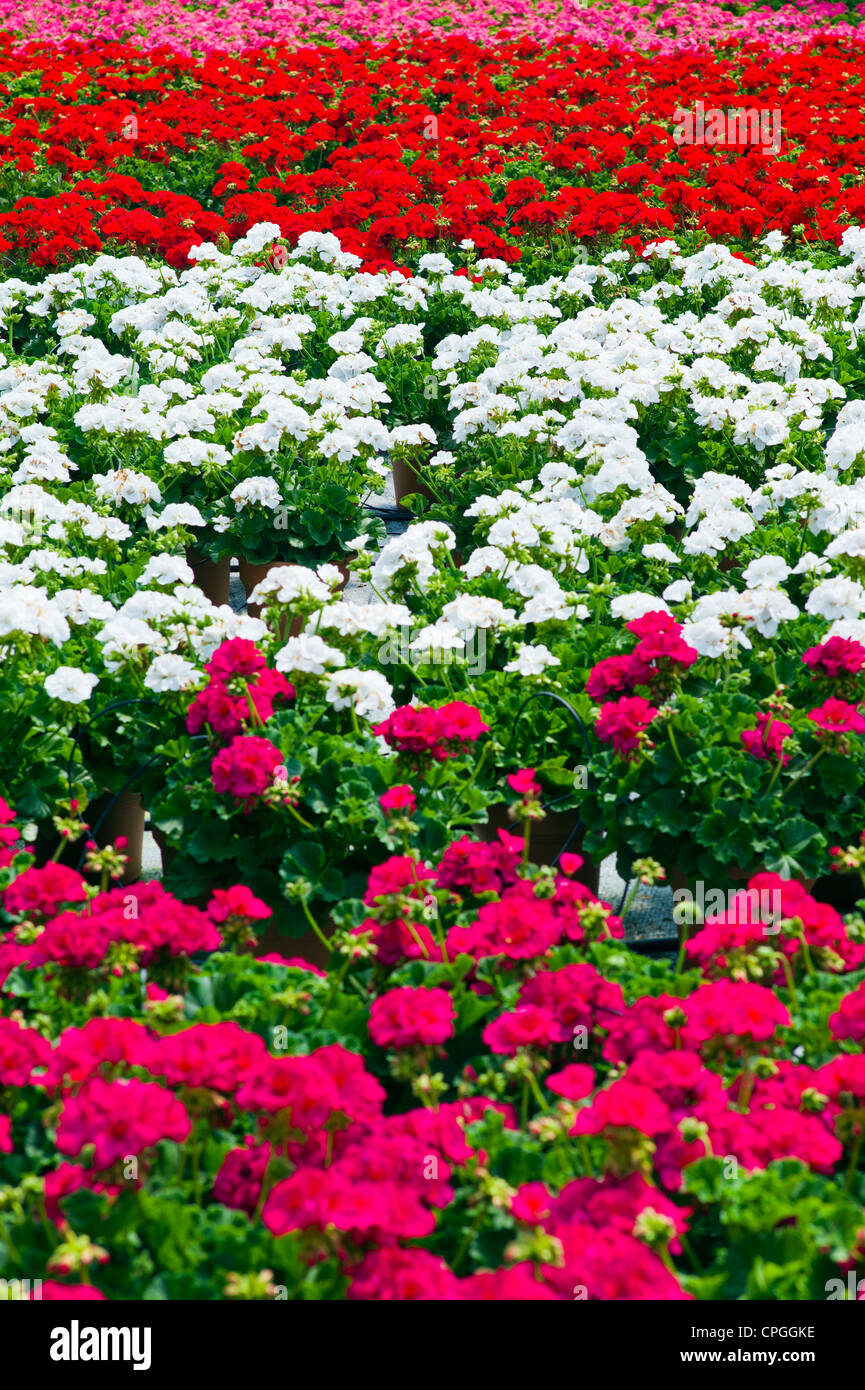 Fresh spring Geranium flowers for sale at a small town nursery Stock ...