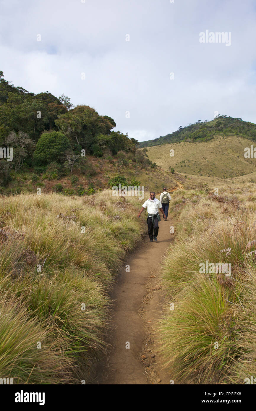 Upper montane woodland, cloud forest, and wet patana grassland, Horton ...