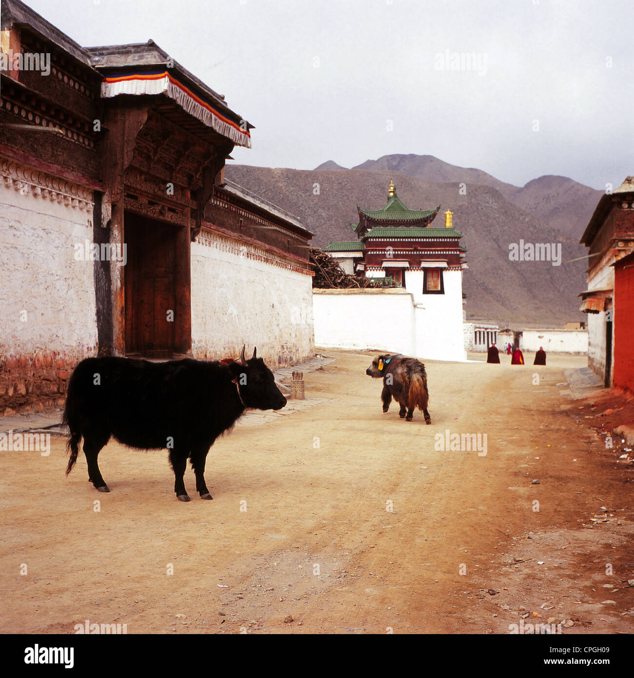 Two yaks in Xiahe county, Gansu province in the traditional Tibetan ...